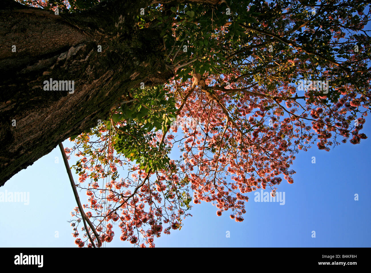 Pink Ipe (Tabebeuia impetiginosa) tree in bloom Stock Photo - Alamy