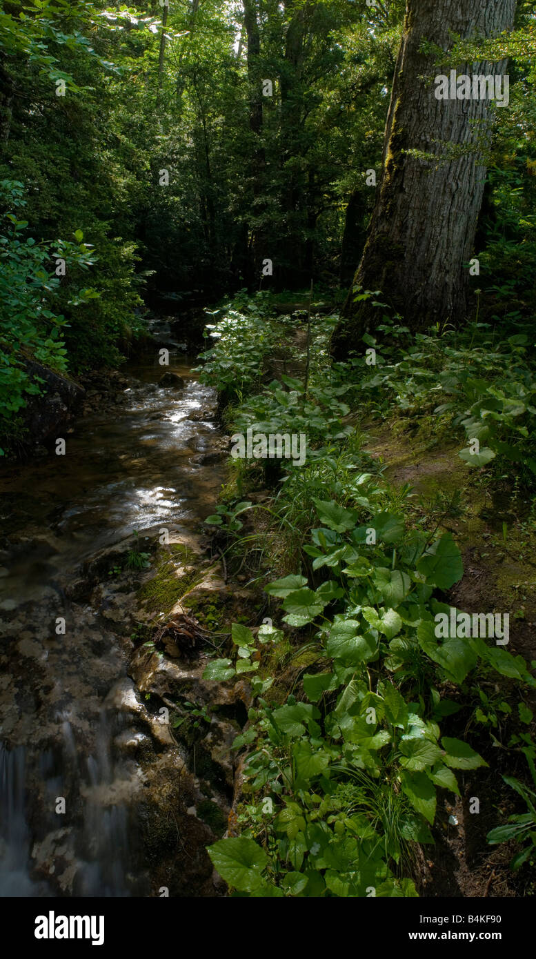 Extreme terrain forest hi-res stock photography and images - Alamy