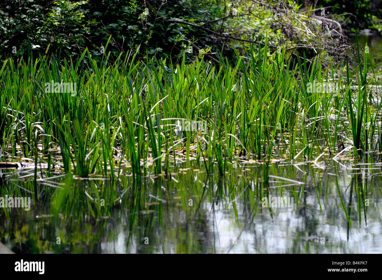 Belhus country park hi-res stock photography and images - Alamy