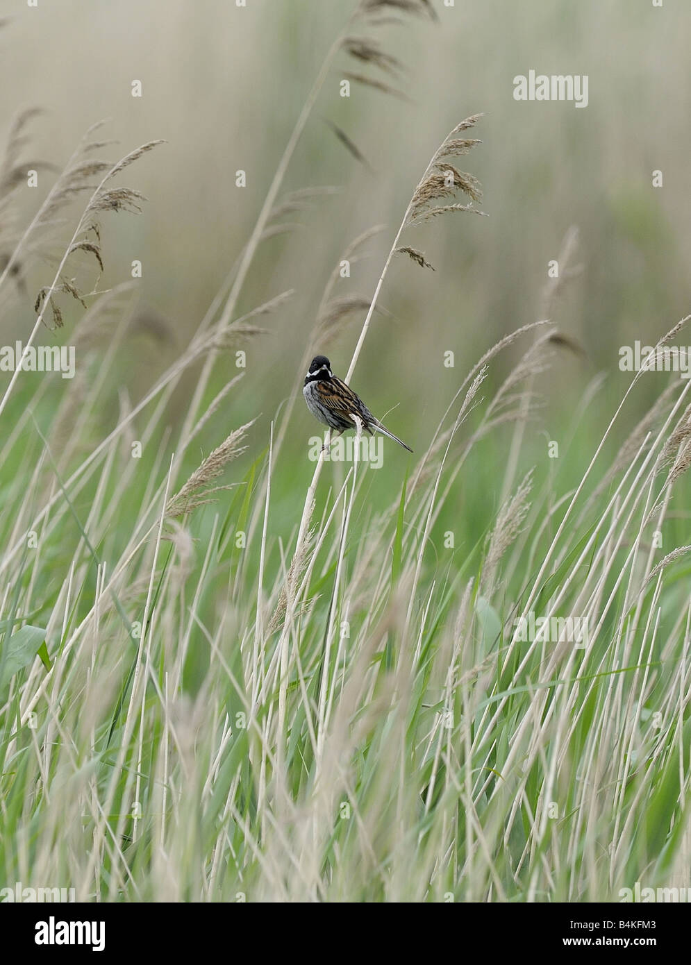 Male reed bunting hi-res stock photography and images - Alamy