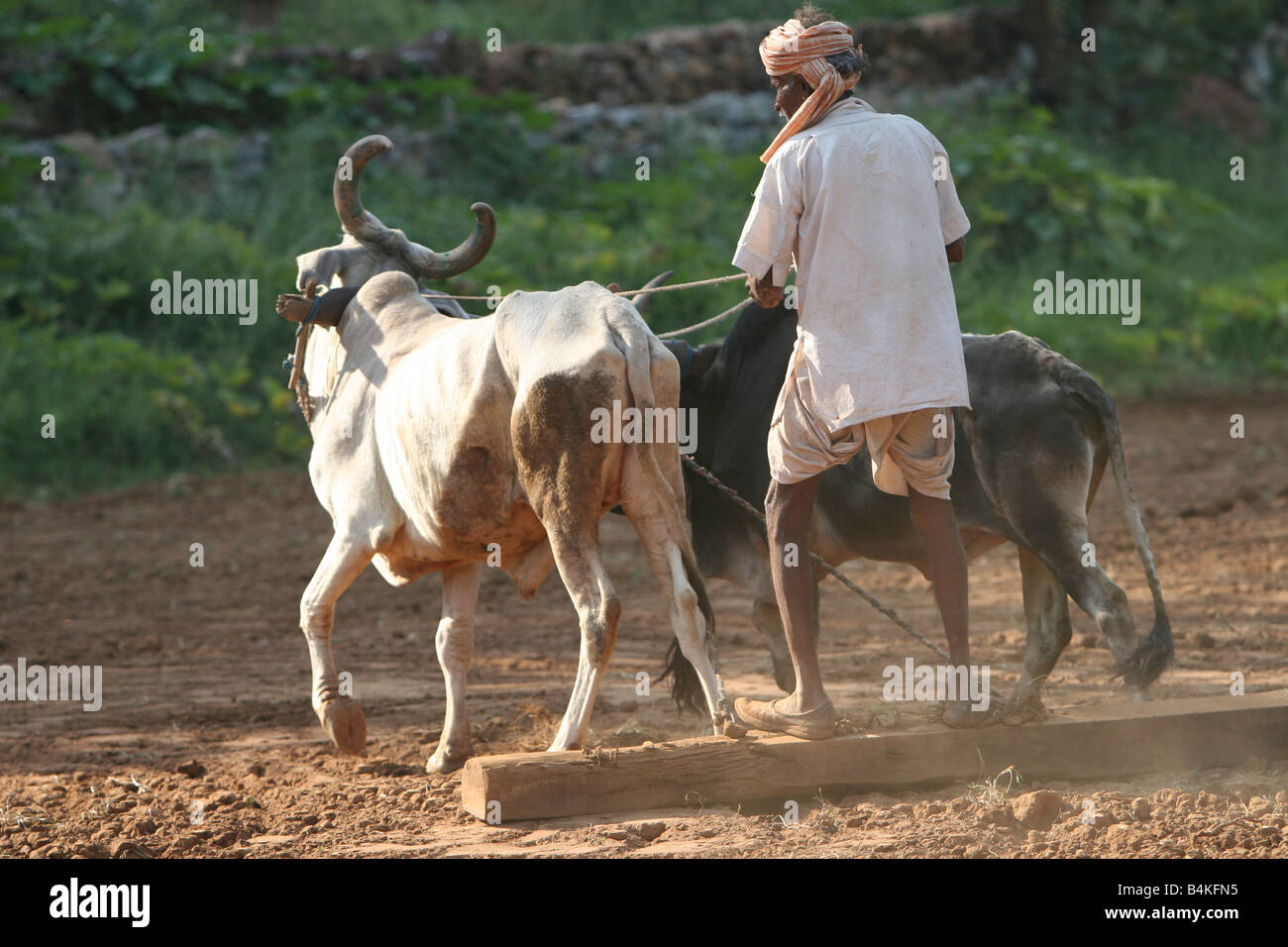 India Man ploughing his field in the traditional manner with a pair of ...
