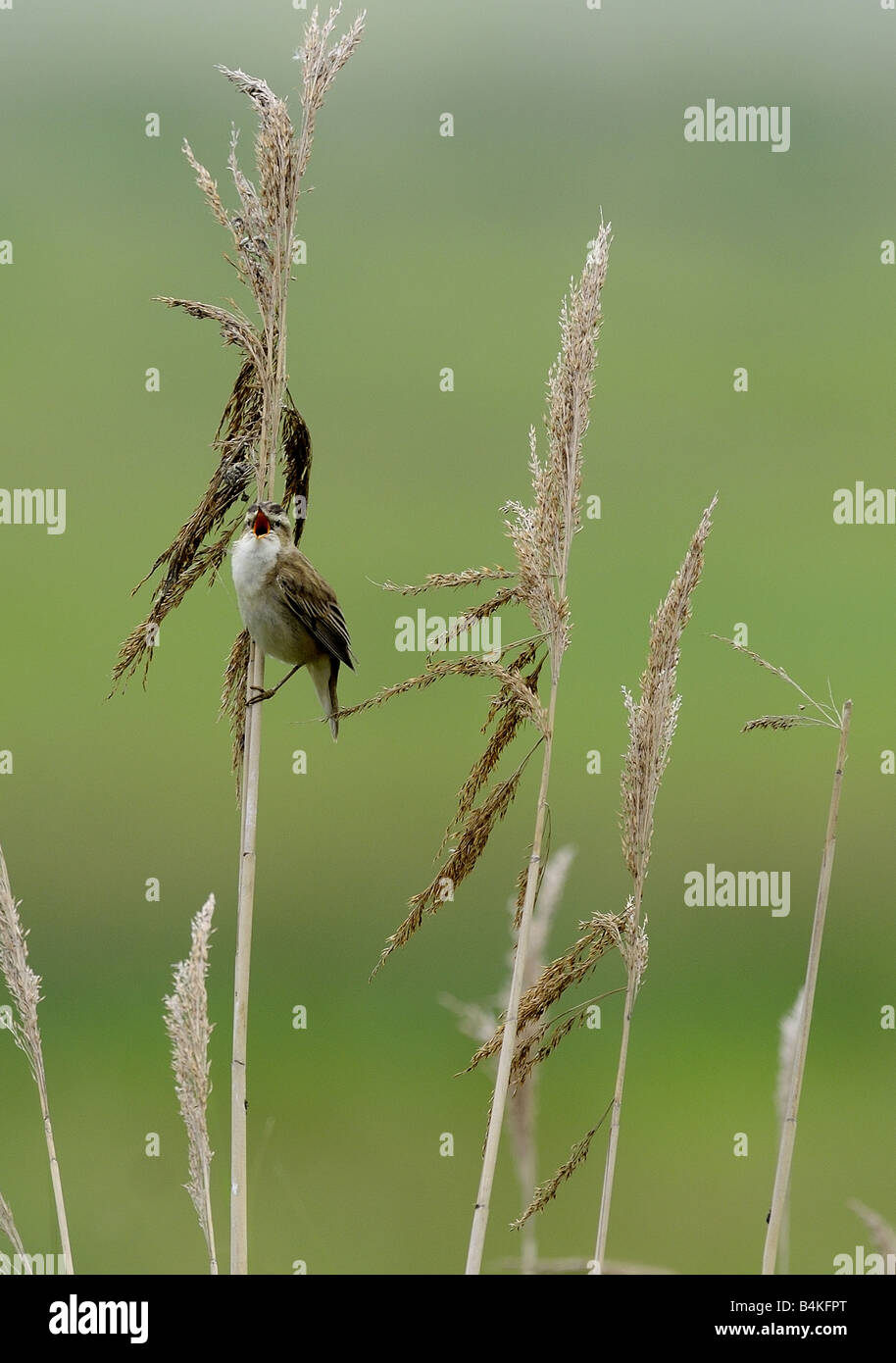 Eurpoean bird hi-res stock photography and images - Alamy