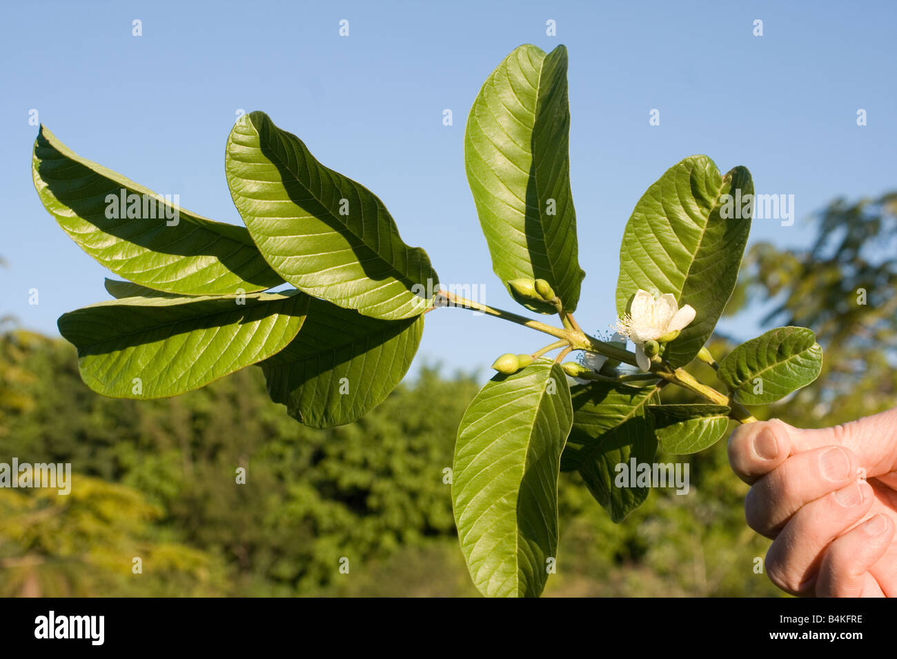 Guava plant tree branch leaf flower blossom brazilian native medicinal ...