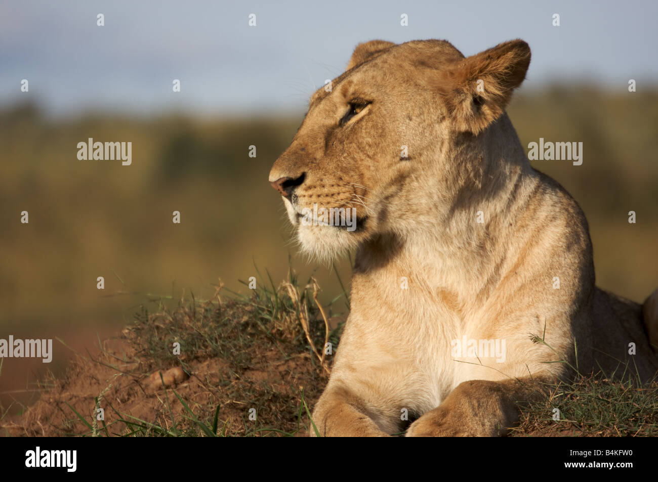 Lioness sitting side view hi-res stock photography and images - Alamy