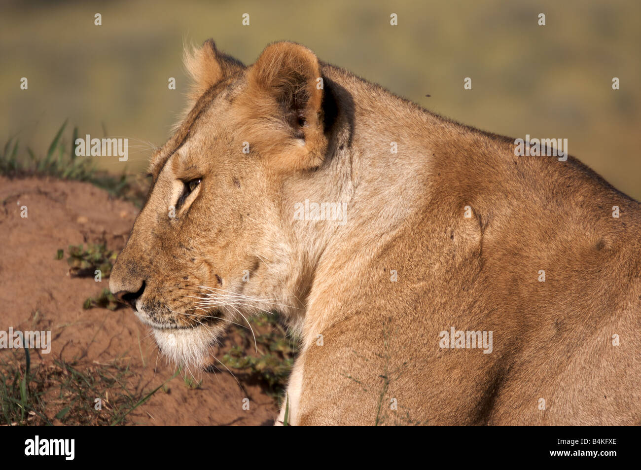 Lioness sitting side view hi-res stock photography and images - Alamy