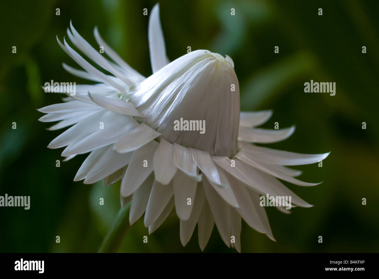 strawflower straw flower white Stock Photo - Alamy