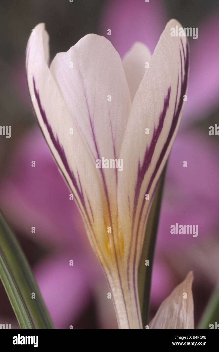 Colour markings on petals hi-res stock photography and images - Alamy