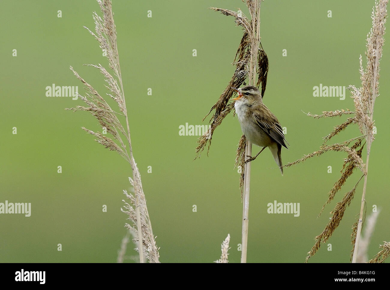 Female Reed Bunting Rainham Marshes 02 06 2008 Credit Garry Bowden ...