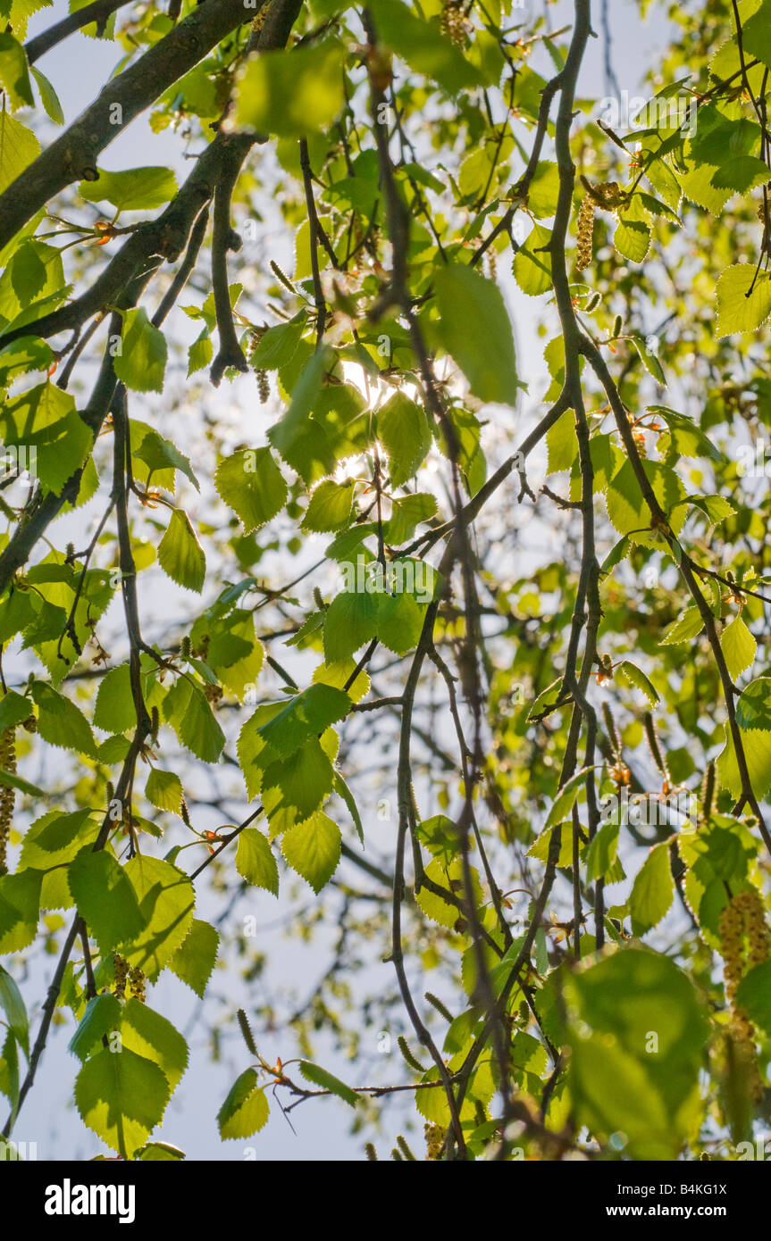 Birch catkin hi-res stock photography and images - Alamy