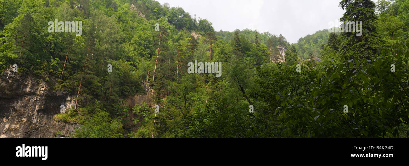 Panoramic picture of a forest Stock Photo - Alamy