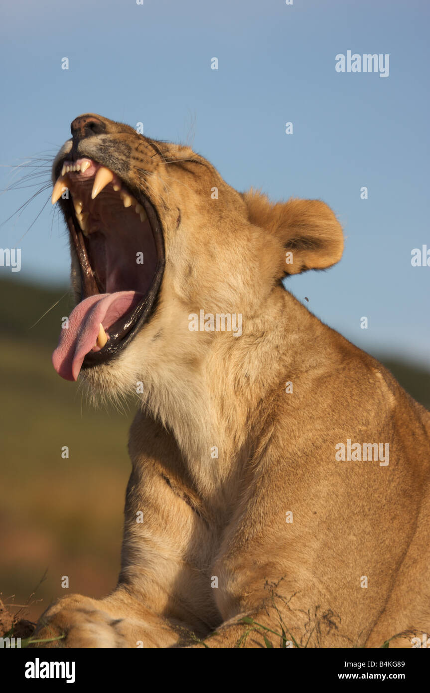 Female lion growling with mouth open, Masai Mara, Kenya, East Africa ...