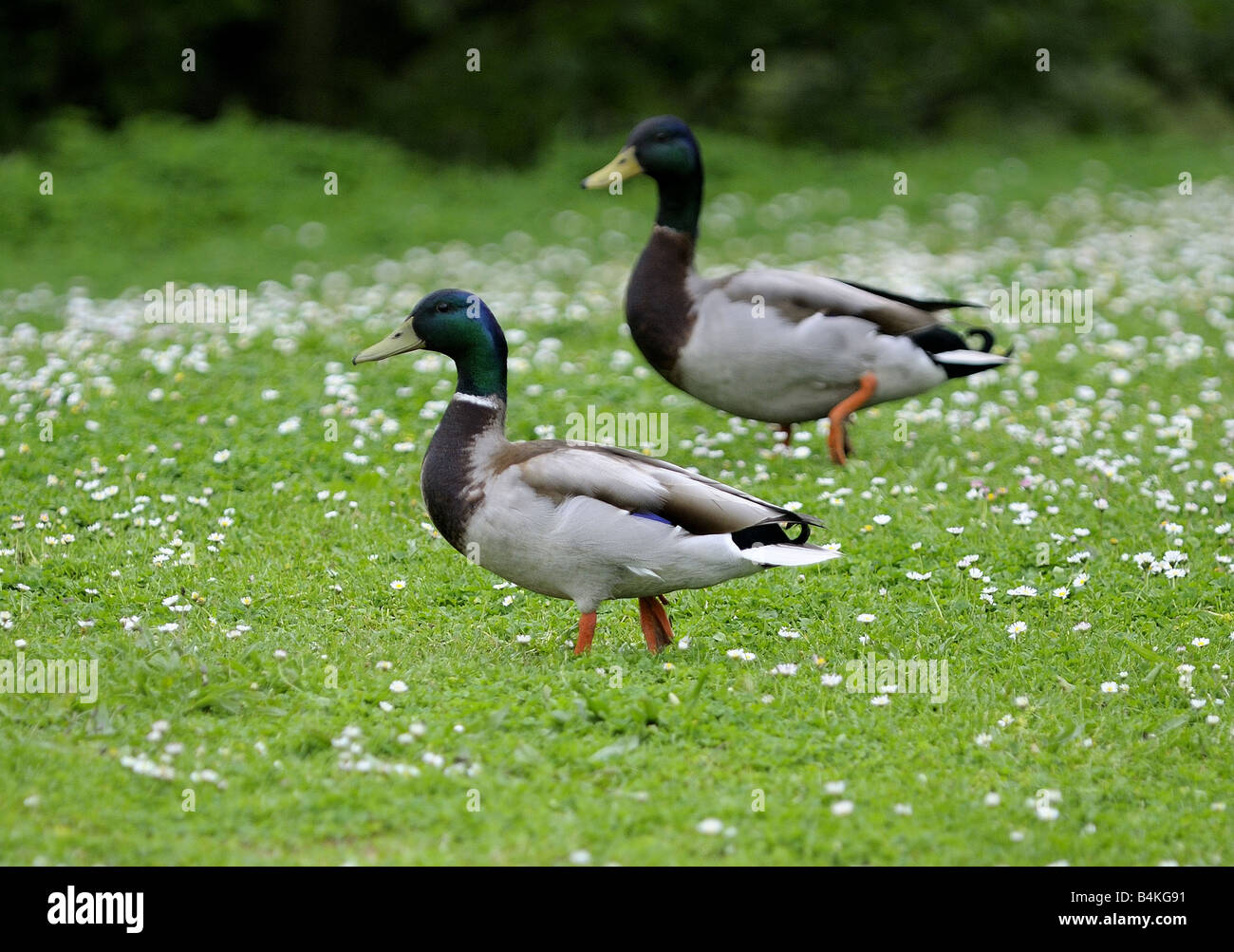 Drake field hi-res stock photography and images - Alamy
