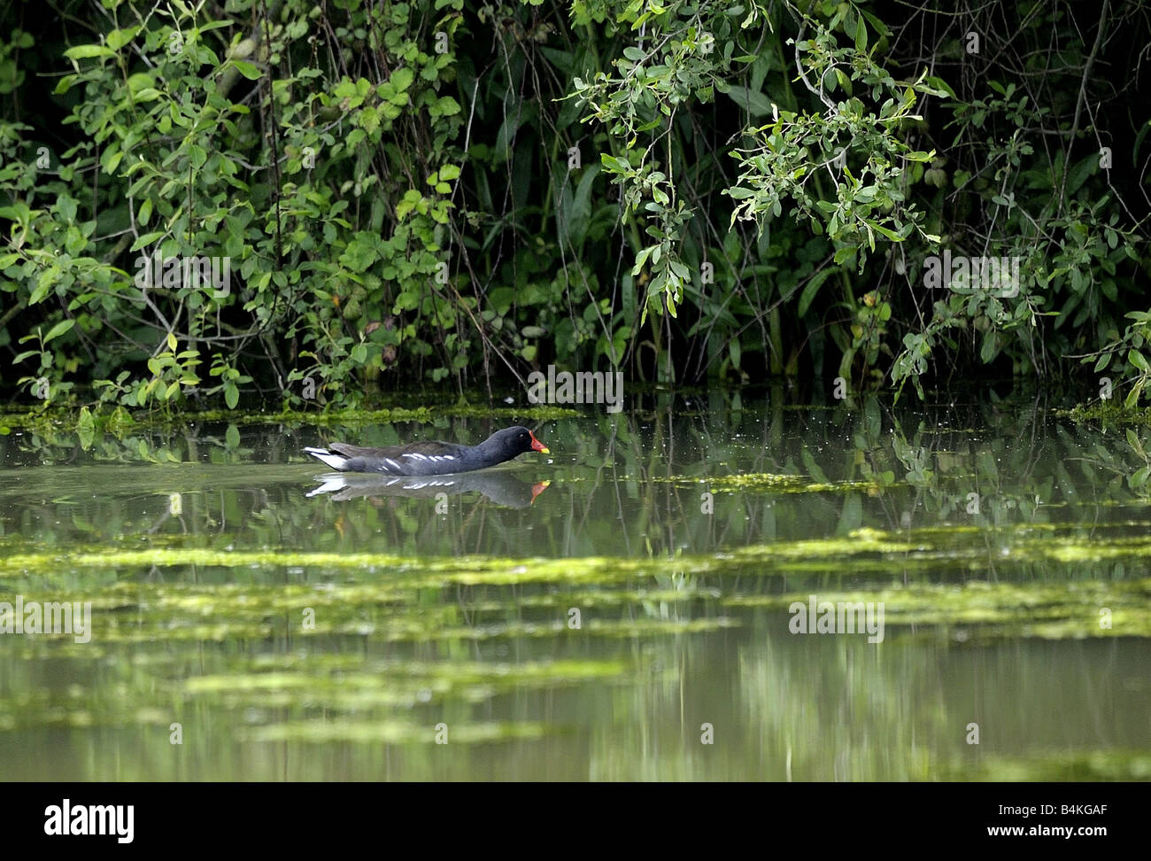 Belhus country park, Essex, UK Stock Photo - Alamy