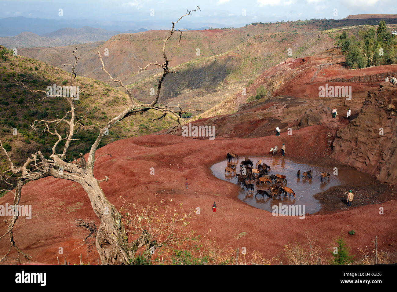 Ethiopia waterhole hi-res stock photography and images - Alamy