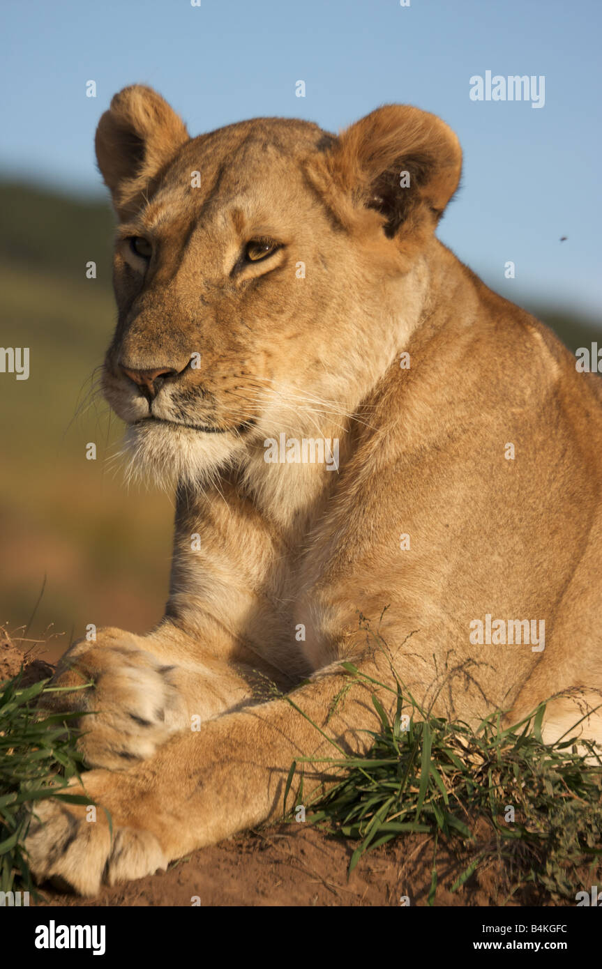 Portrait of female lion hi-res stock photography and images - Alamy