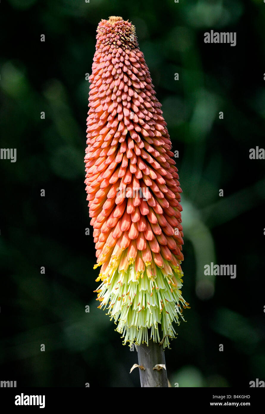 Red hot torch lily hi-res stock photography and images - Alamy