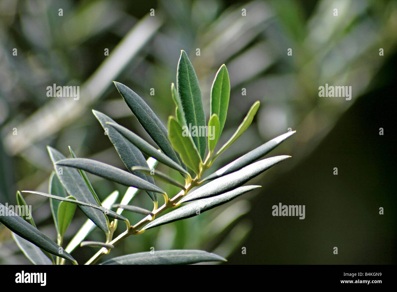 Olive tree hi-res stock photography and images - Alamy
