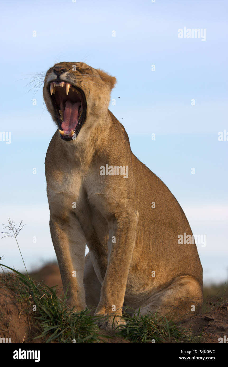 Female Lion Roaring