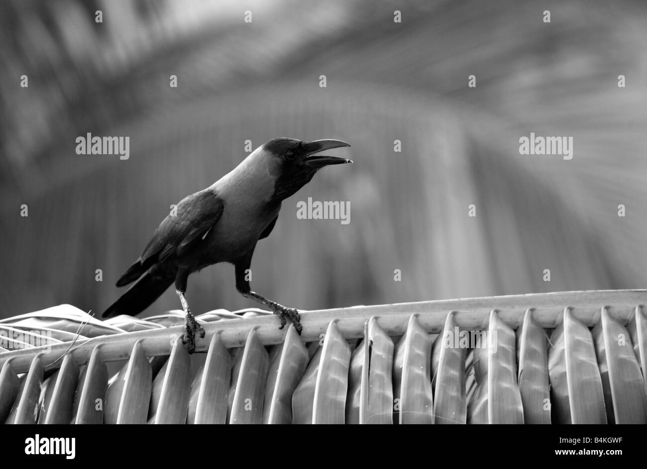 Perched on a coconut palm Black and White Stock Photos & Images - Alamy