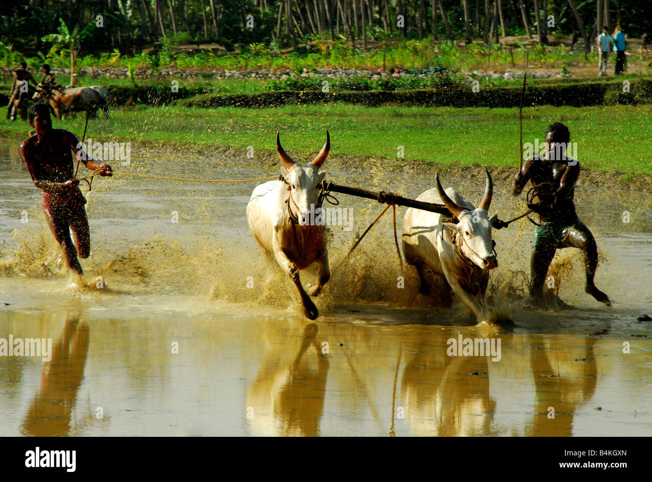 Bull kerala hi-res stock photography and images - Alamy