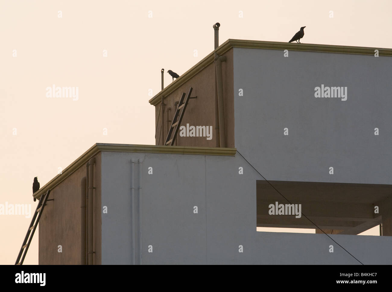 Crows in poignant poses on a picturesque building Stock Photo - Alamy