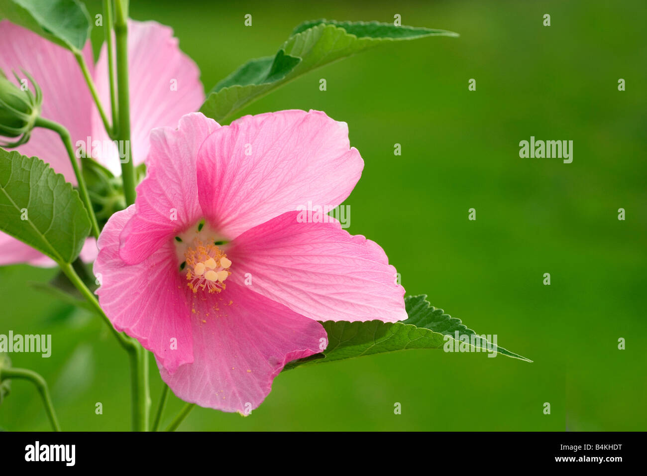 Royal mallow hi-res stock photography and images - Alamy