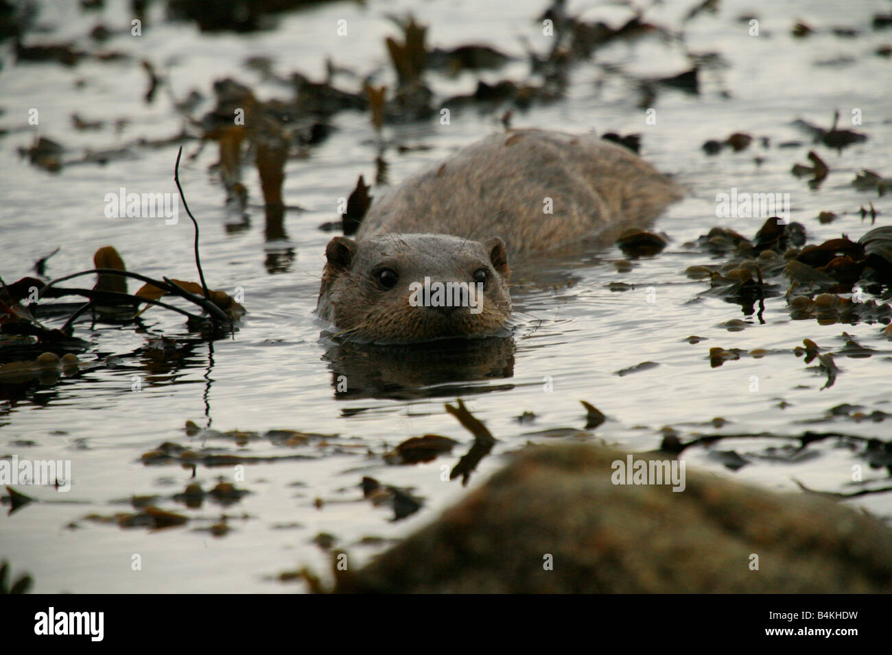 Otter lutra lutra holt hi-res stock photography and images - Alamy
