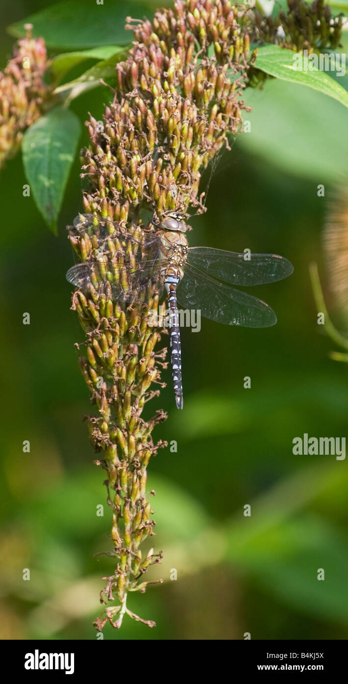 Emperor Dragonfly (Anax imperator) resting on a seed head Stock Photo ...