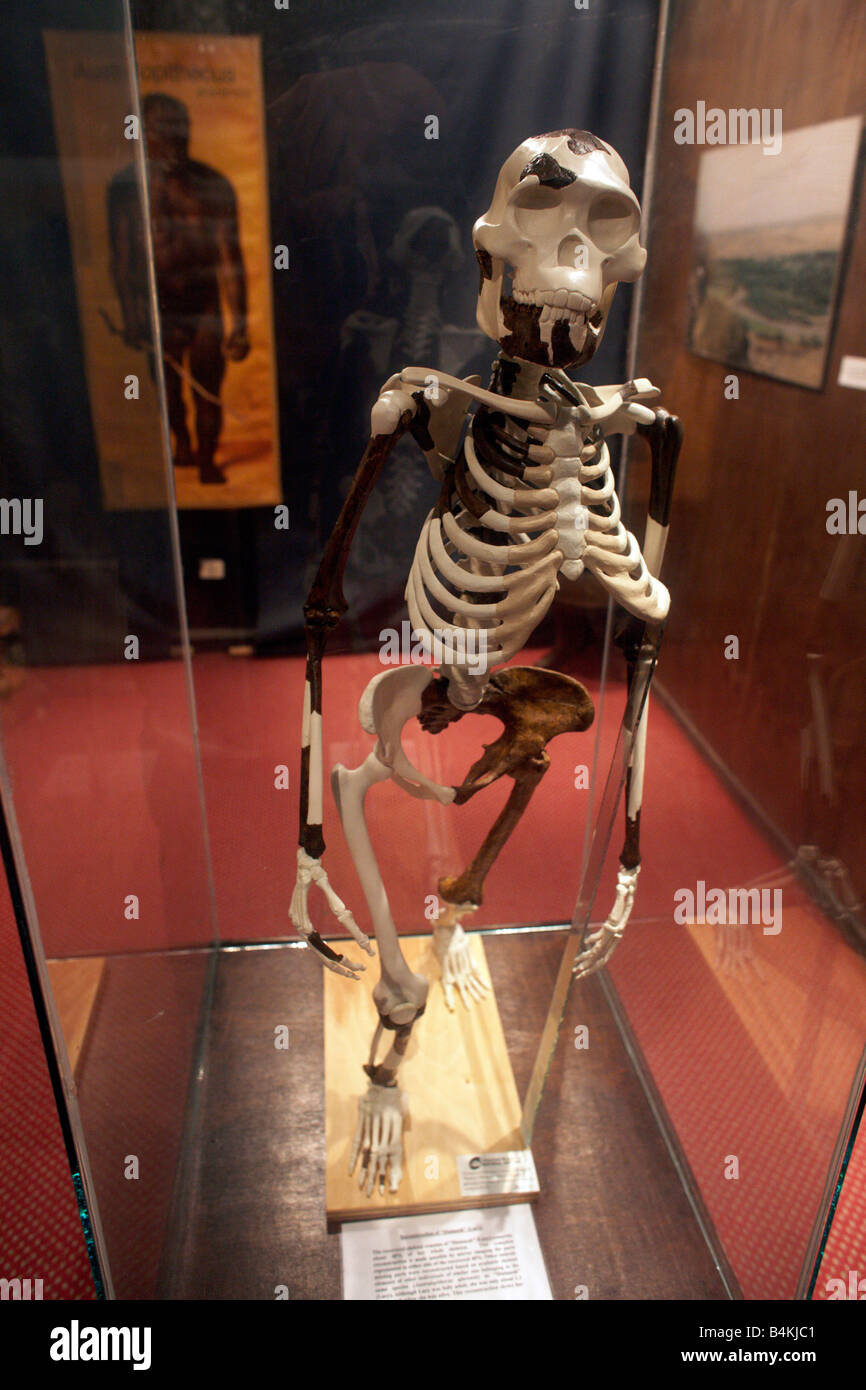 Lucy Ethiopia Skeleton