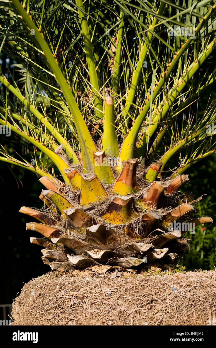 close up of a palm tree trunk Stock Photo - Alamy