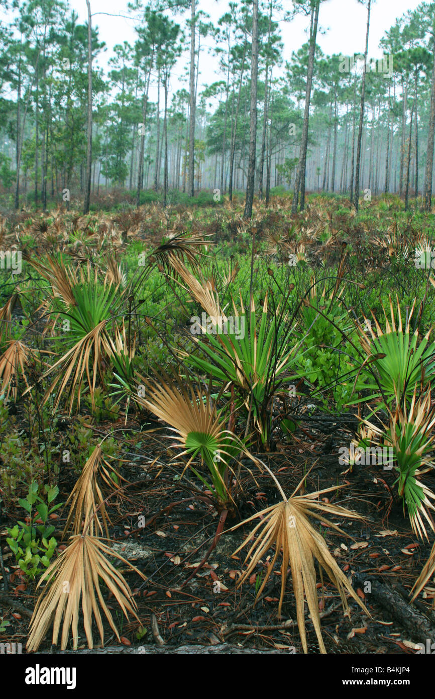 Dwarf Palmetto Sabal minor in Longleaf Pine forest, Pinus palustris ...