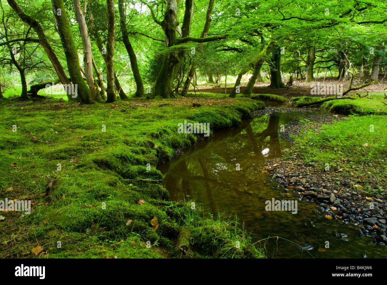 New Forest Stream with Mossy Banks Stock Photo - Alamy
