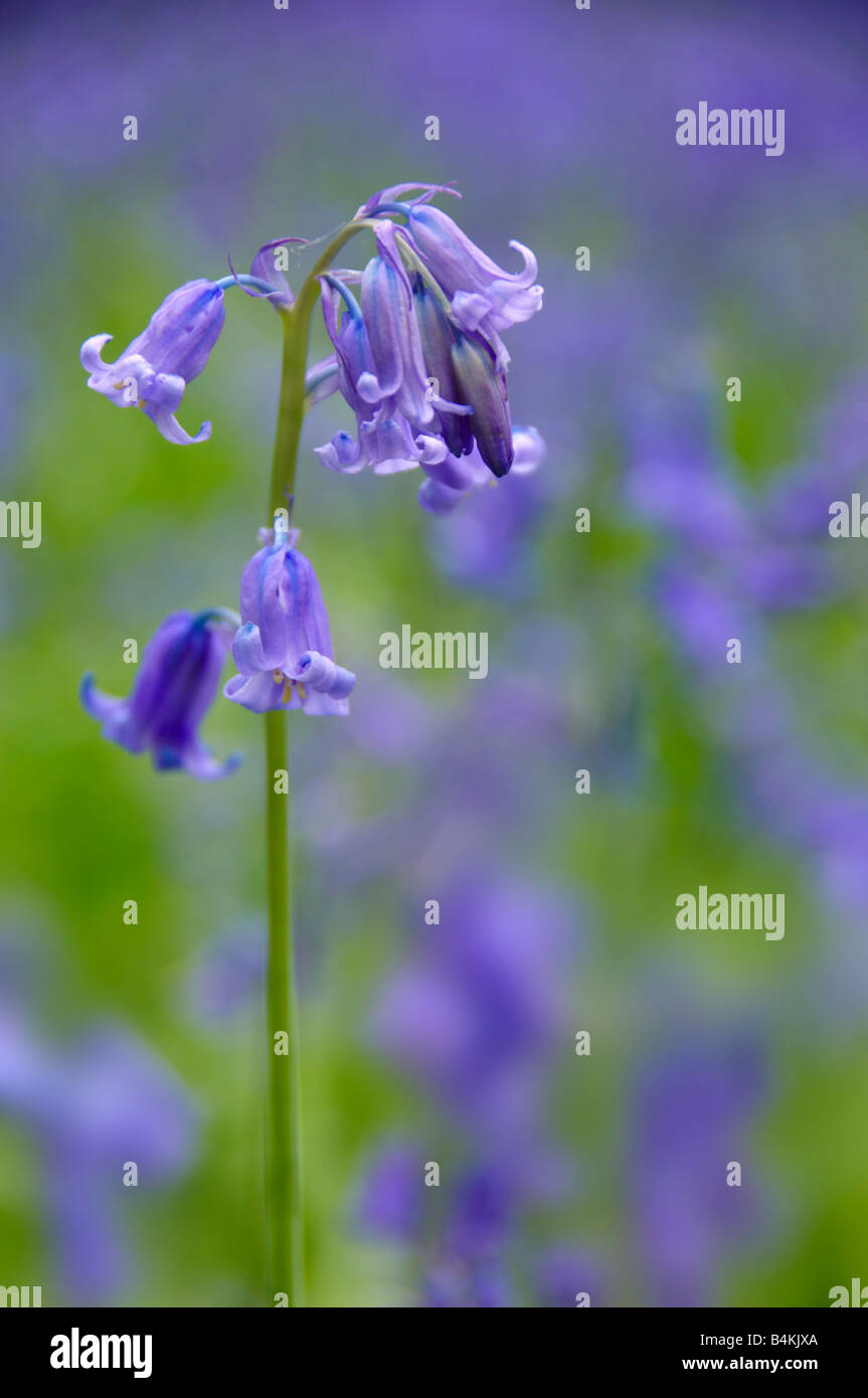 Bluebells in green field Typical springtime scene in English woodland ...