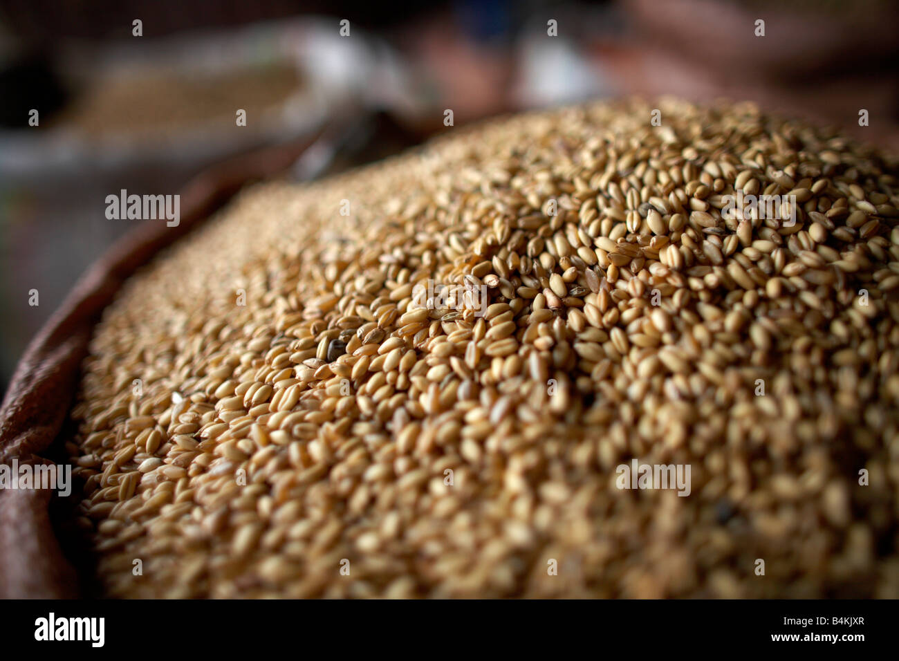 Wheat seed, Ethiopia Stock Photo - Alamy