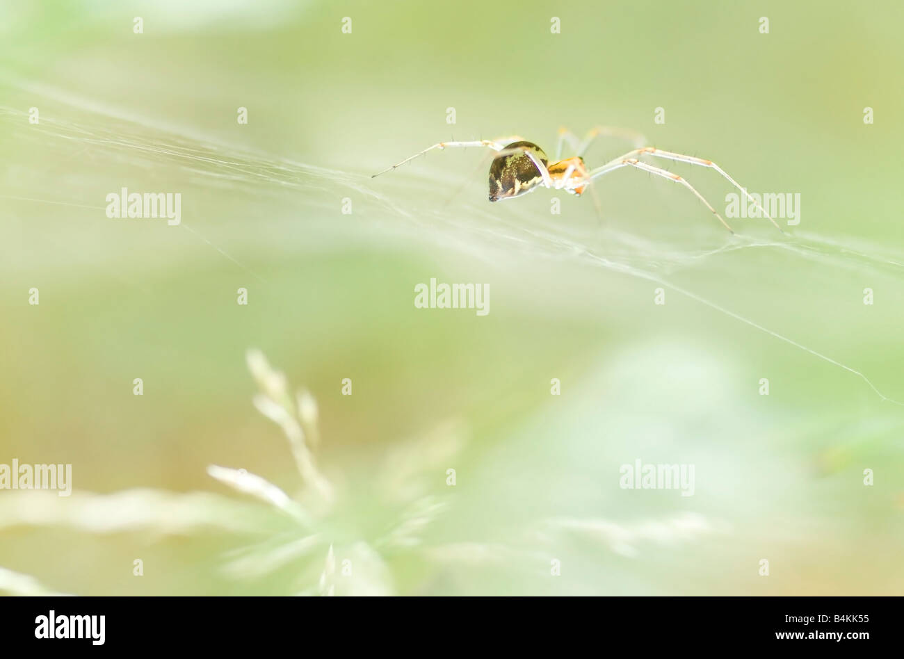 Money spider hi-res stock photography and images - Alamy