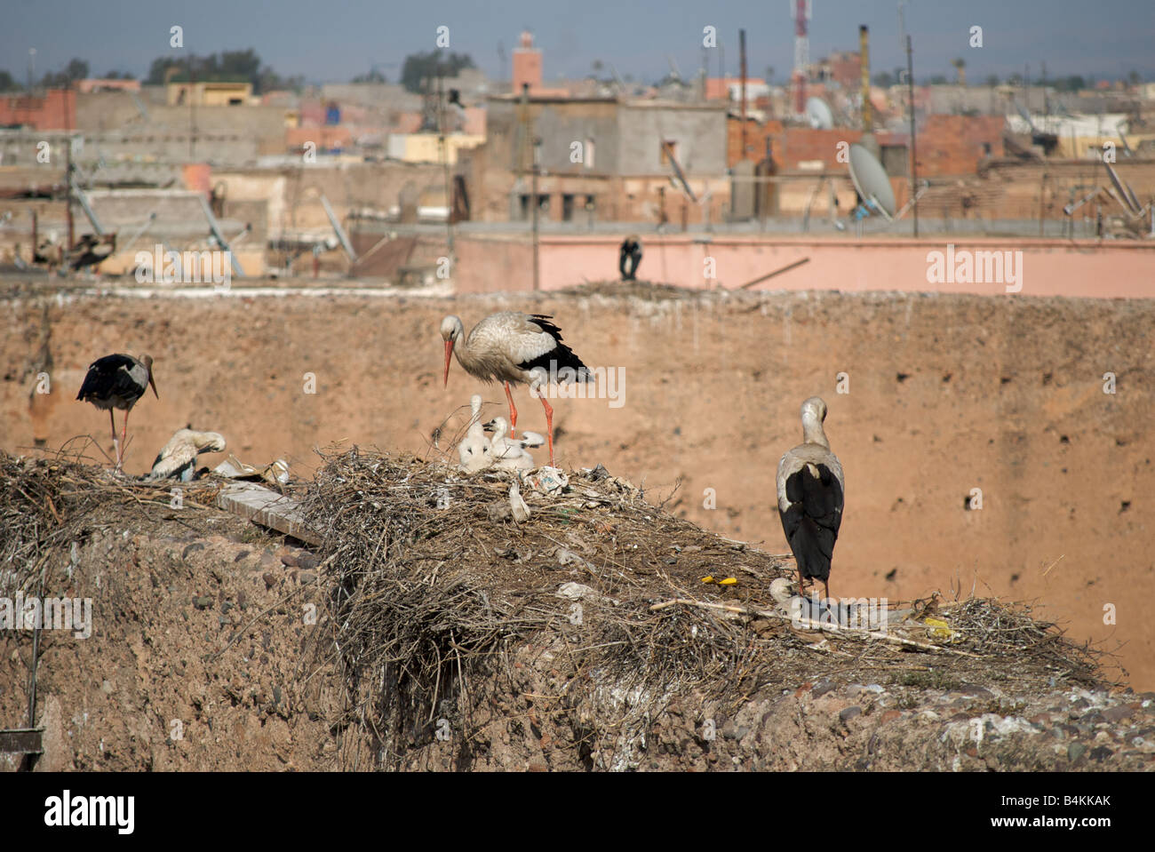 Storks nesting on walls near Palais el Badi in Marrakech, Morocco Stock ...