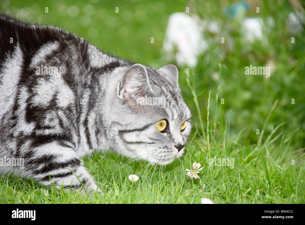 cat smelling flowers in the garden Stock Photo - Alamy