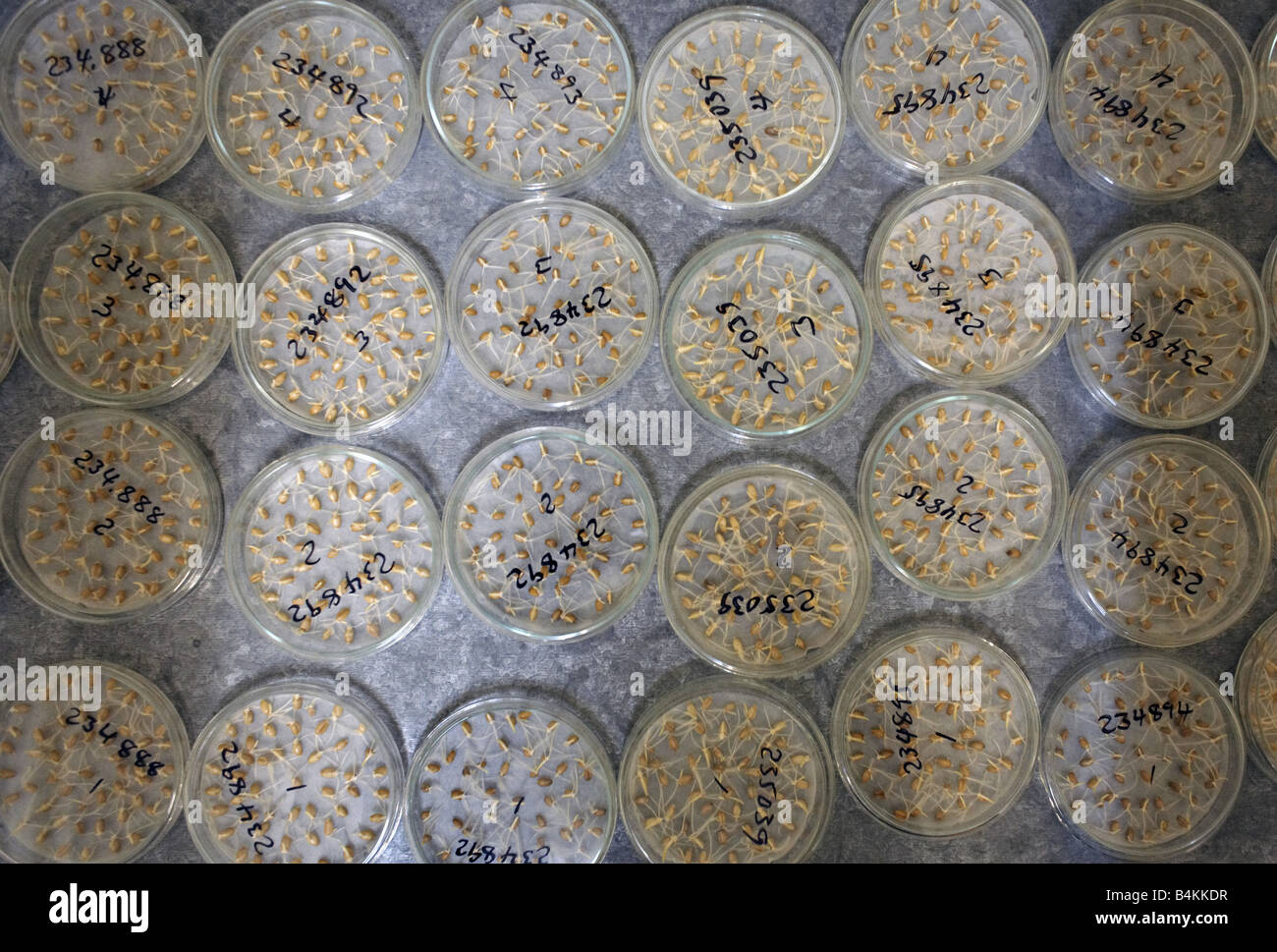 Seed germination test hi-res stock photography and images - Alamy
