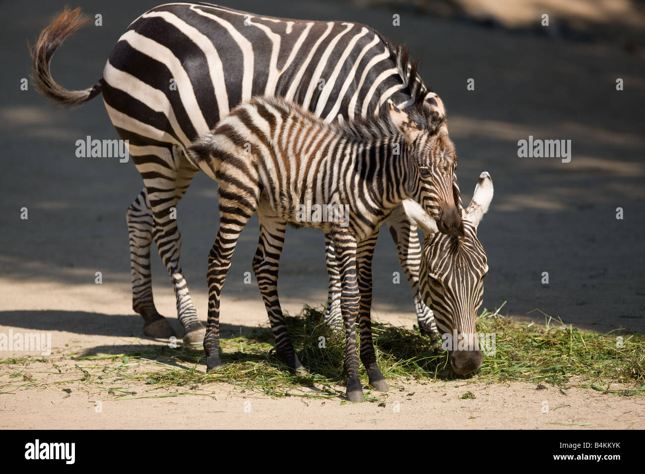 Baby zebras hi-res stock photography and images - Alamy