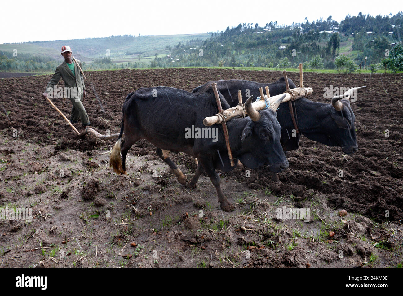 Farmer plowing a field with oxen hi-res stock photography and images ...