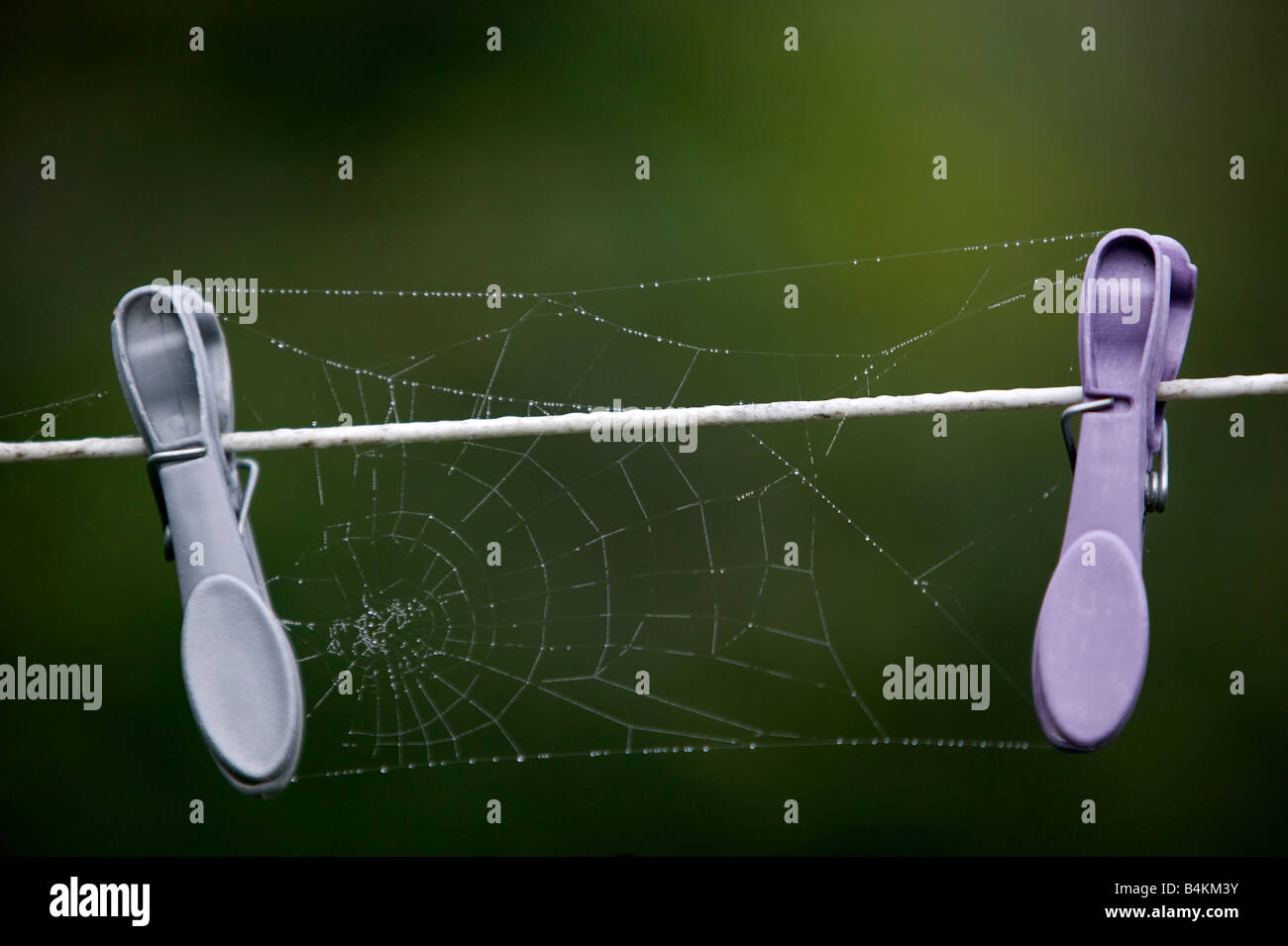 A cobweb forms between a peg and a washing line Stock Photo - Alamy