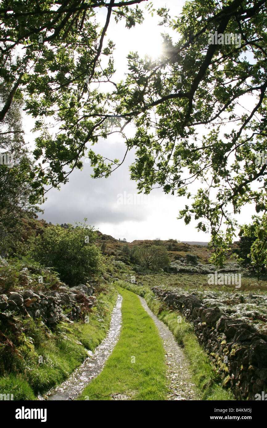 country lane track path and field in rural Wales Stock Photo - Alamy