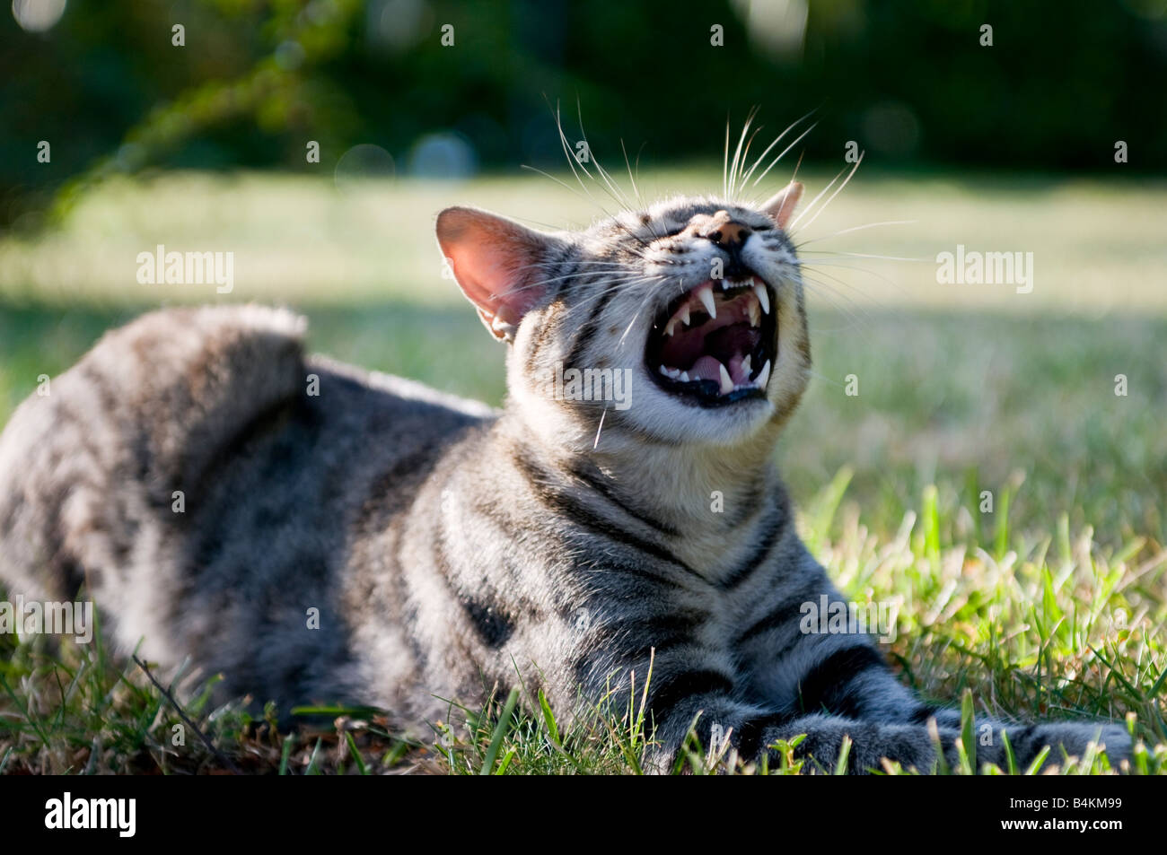 Cat with sharp teeth hi-res stock photography and images - Alamy