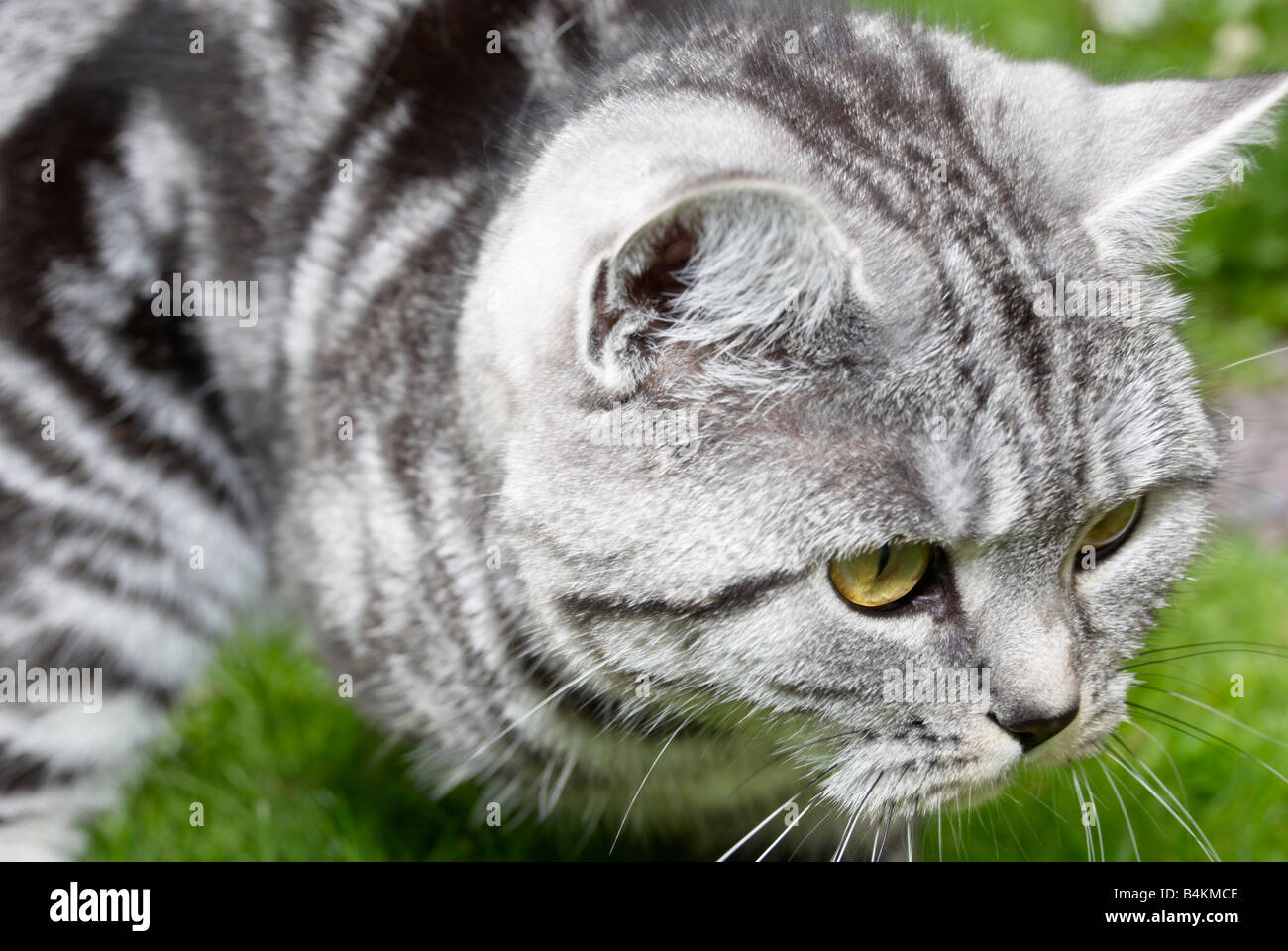 cat stalking / hunting outside Stock Photo - Alamy