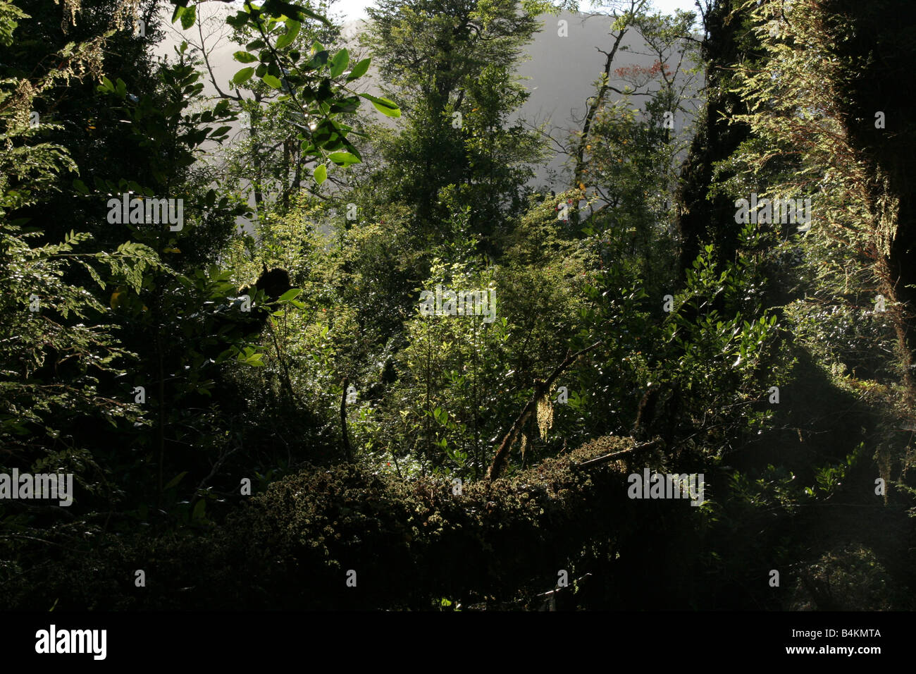 Temperate Rainforest, Puyuhuapi, Patagonia, Southern Chile Stock Photo ...