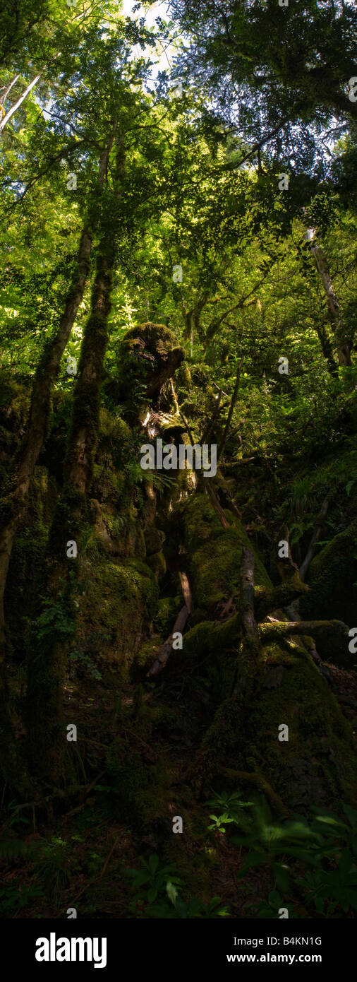 Extreme terrain forest hi-res stock photography and images - Alamy