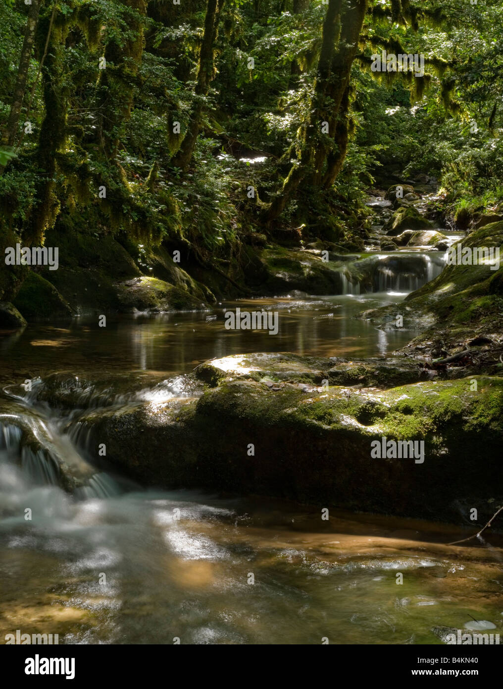 Forest brook hi-res stock photography and images - Alamy