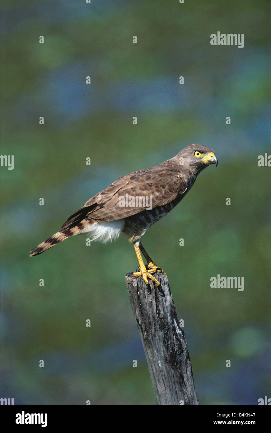Flying roadside hawk hi-res stock photography and images - Alamy