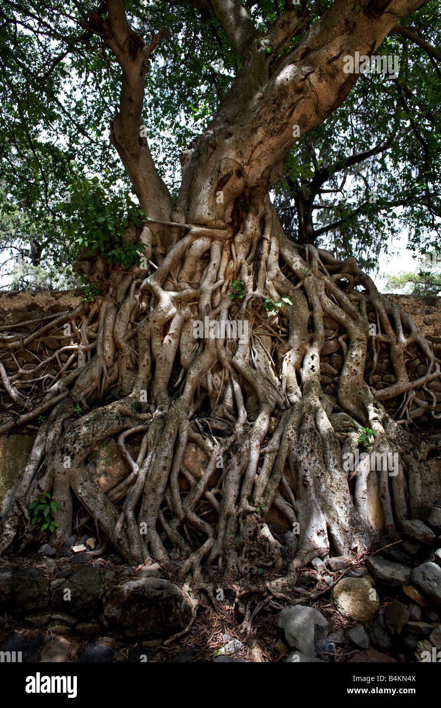 Tree roots in Ethiopia Stock Photo - Alamy