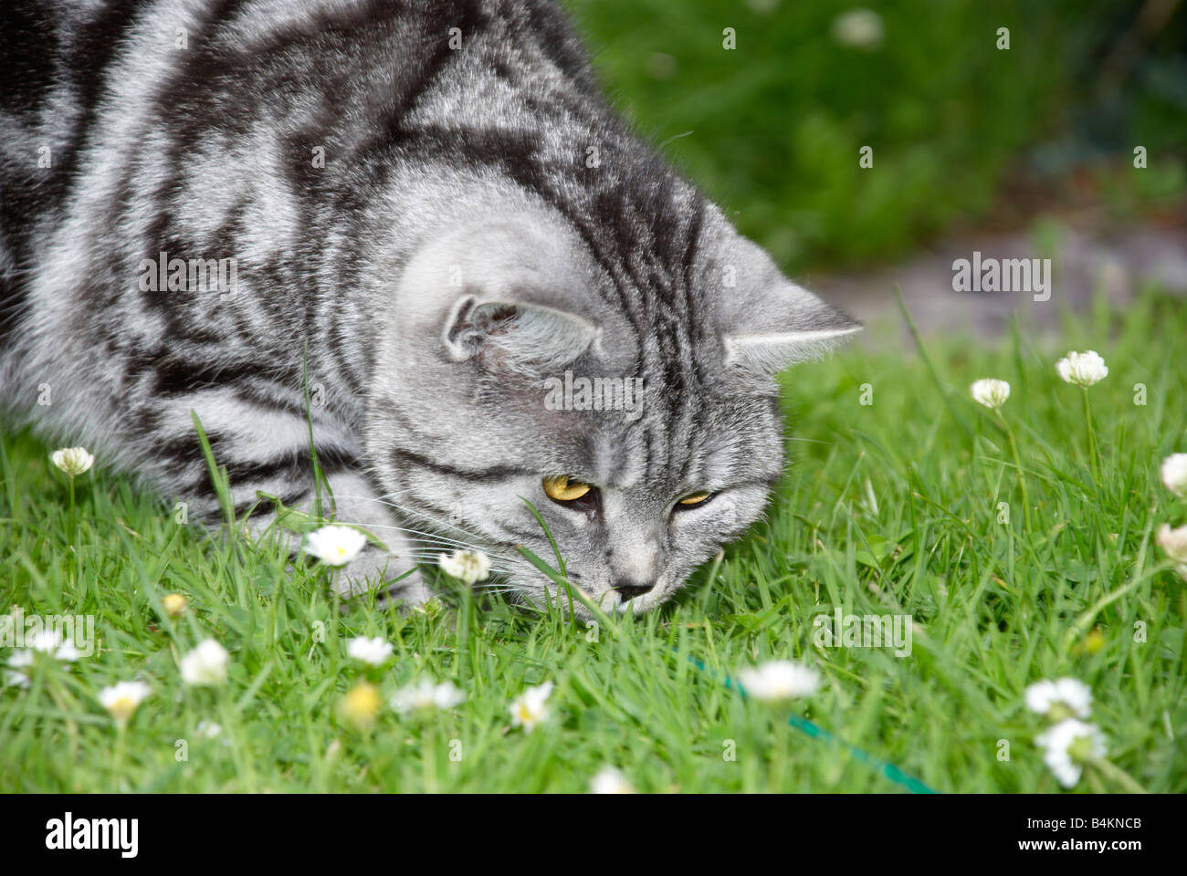 cat stalks a washing / clothes line Stock Photo - Alamy